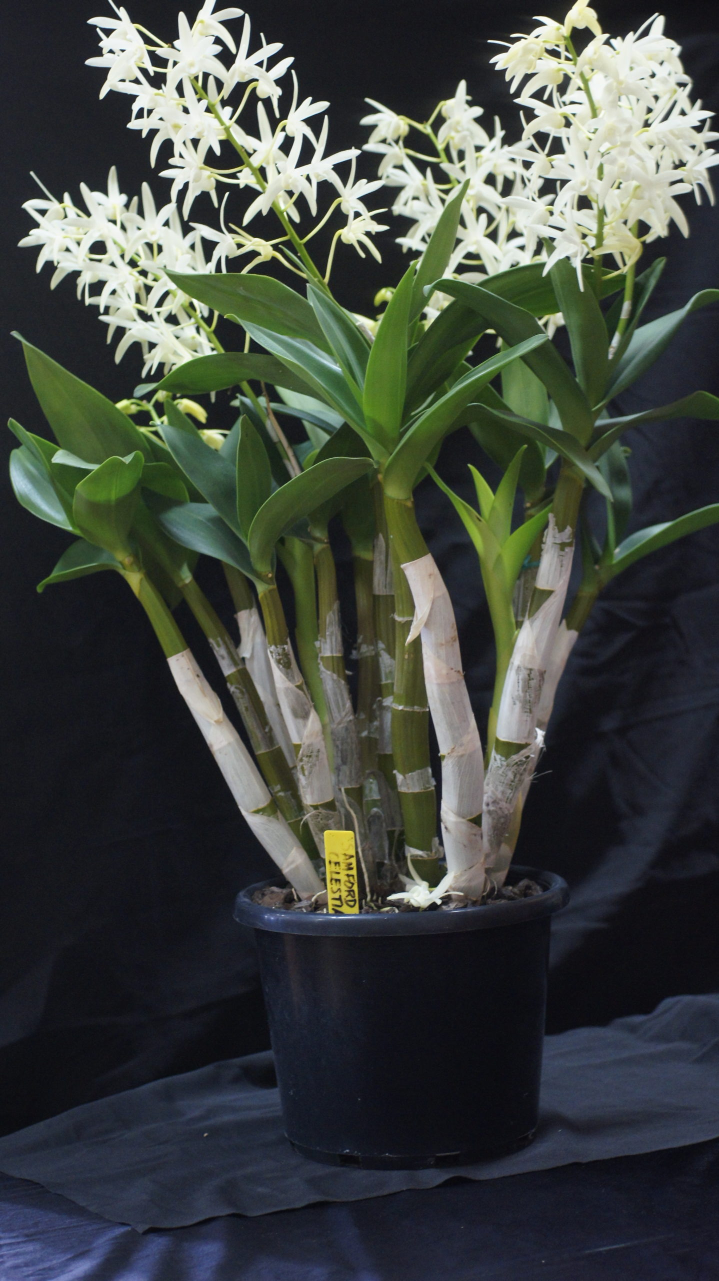 Spring Show Winners 2019 - Warringal Orchid Society