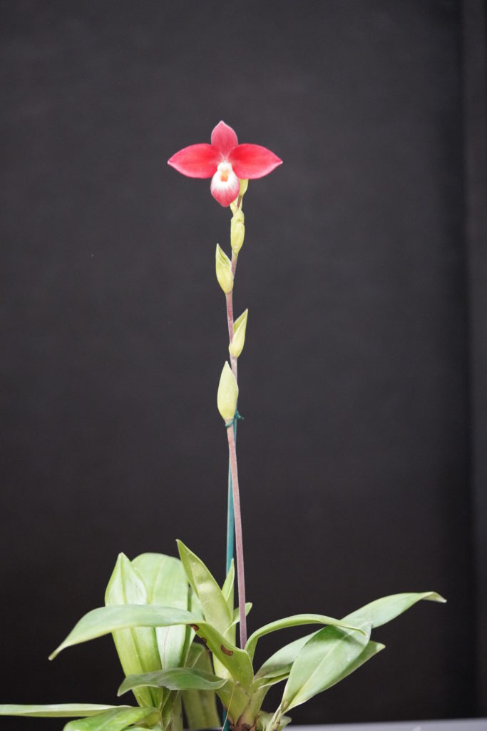 Open 2022 - Warringal Orchid Society