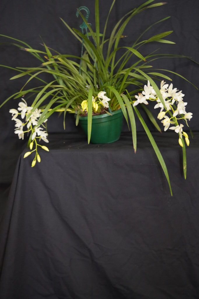 Spring Show Winners 2022 - Warringal Orchid Society