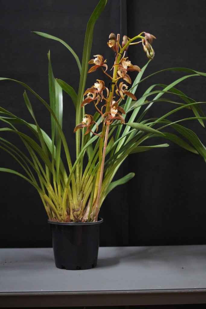 Cymbidium tracyanum - Warringal Orchid Society