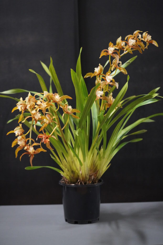 Intermediate 2023 - Warringal Orchid Society