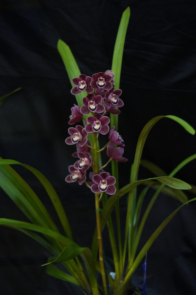 Winter Show Winners 2023 - Warringal Orchid Society