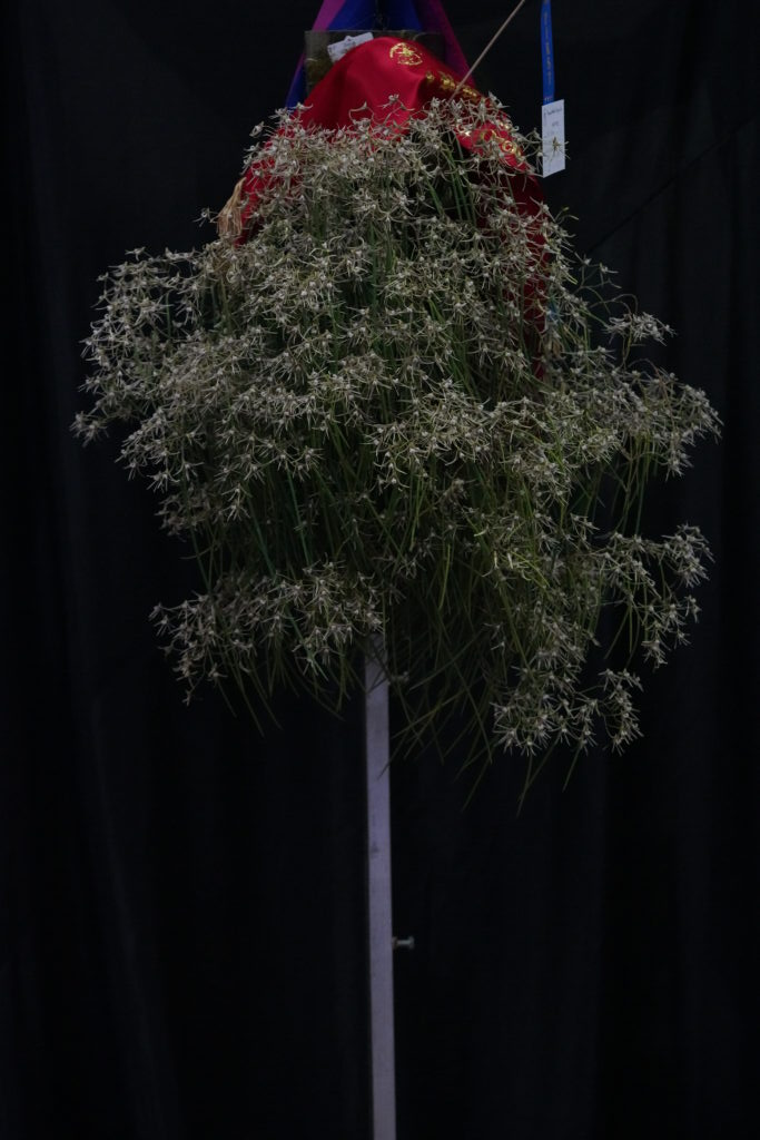 Winter Show Winners 2023 - Warringal Orchid Society