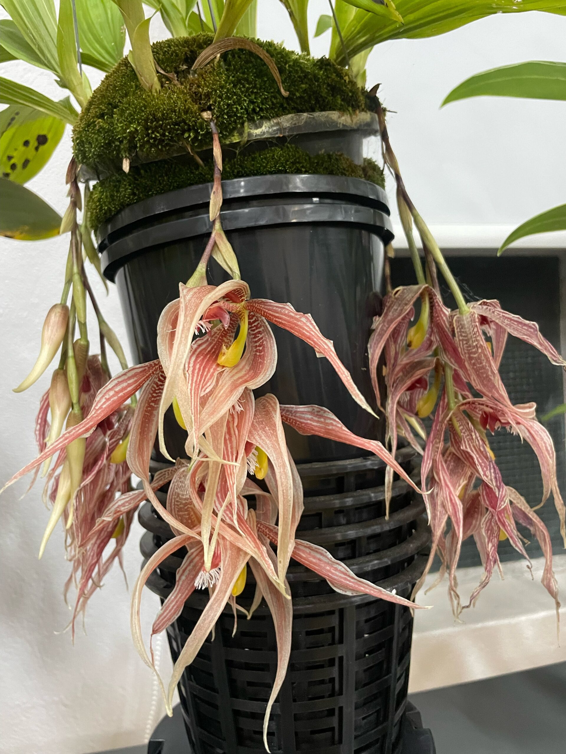 Presidents Choice 2024 - Warringal Orchid Society