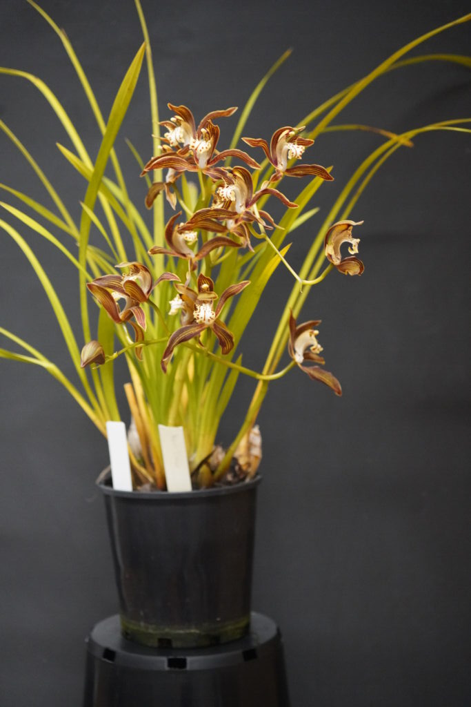 Home - Warringal Orchid Society