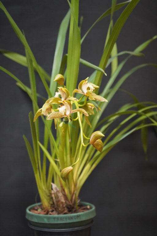 Home - Warringal Orchid Society