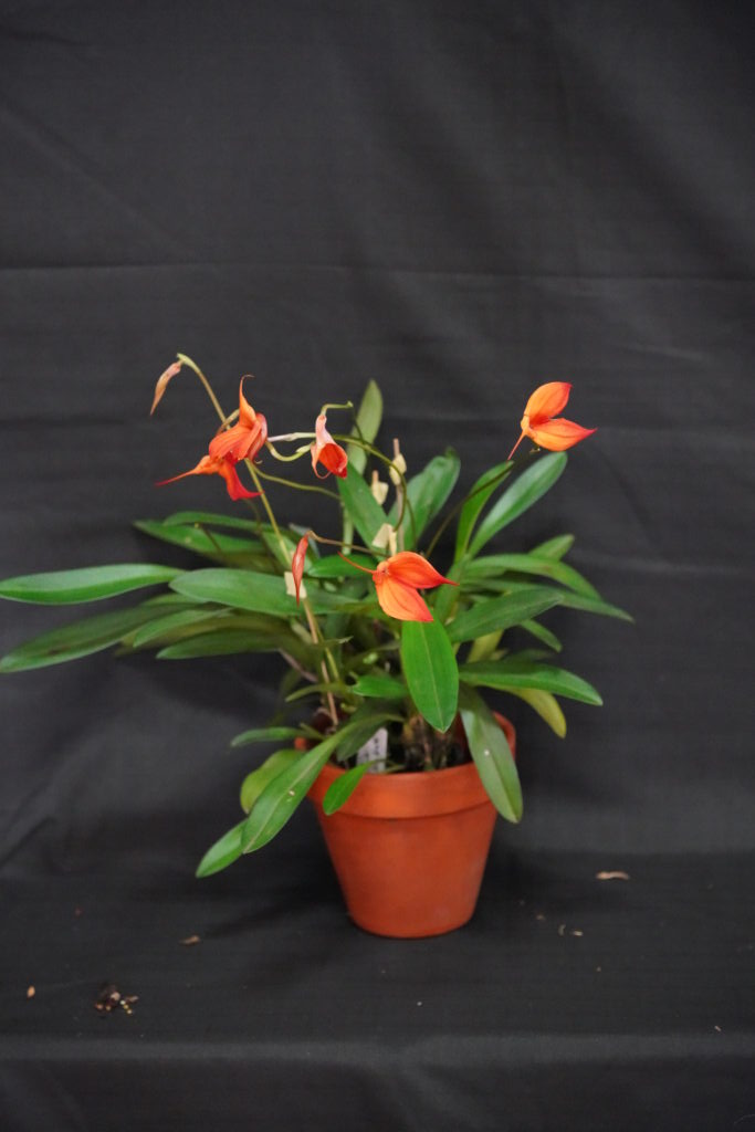 Spring Show Winners 2024 - Warringal Orchid Society
