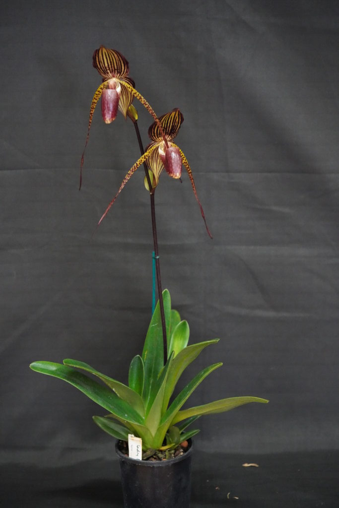 Spring Show Winners 2024 - Warringal Orchid Society