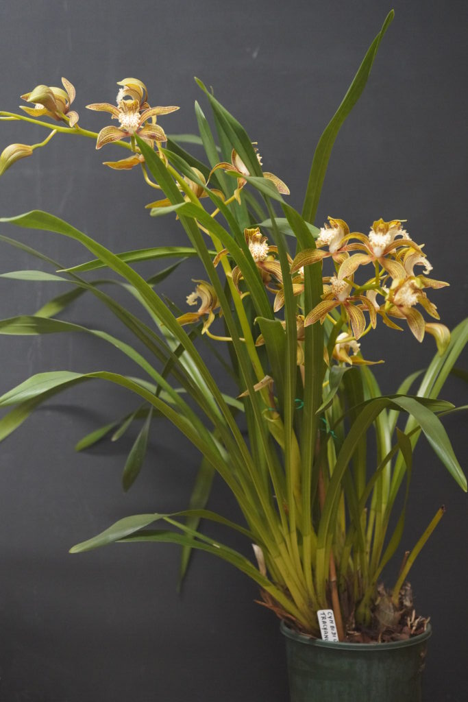 Home - Warringal Orchid Society